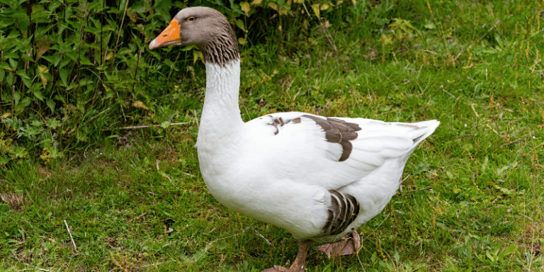 11 Domestic Geese Breeds with Pictures | Farming Base