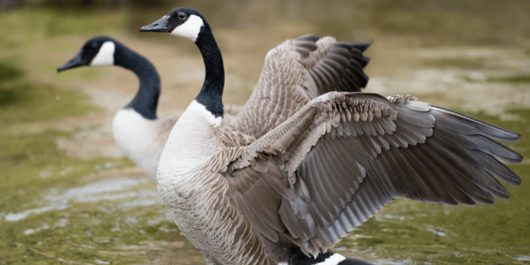 11 Domestic Geese Breeds with Pictures | Farming Base