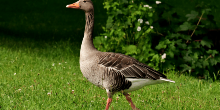 11 Domestic Geese Breeds with Pictures | Farming Base
