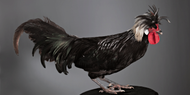 9 Types of Roosters with Ponytail | Farming Base