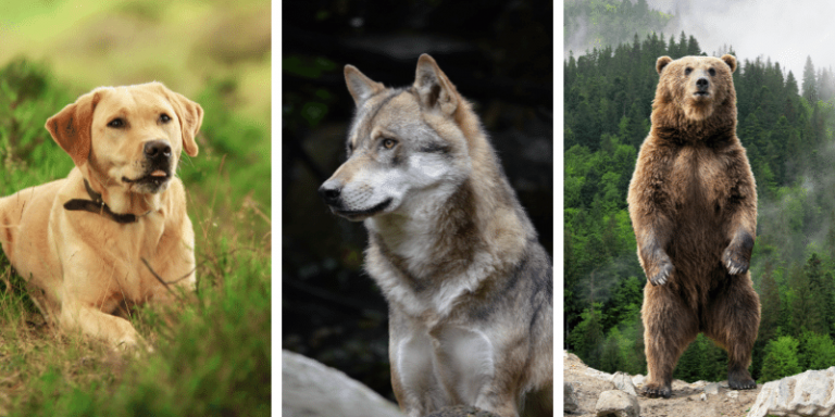 What Eats Sheep? 7 Sheep Predators | Farming Base