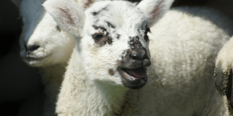 Why Do Sheep Baa? 7 Reasons | Farming Base