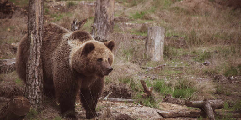 What Eats Sheep? 7 Sheep Predators | Farming Base