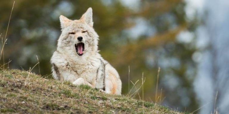 What Eats Sheep? 7 Sheep Predators | Farming Base