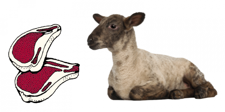 What Does Lamb Taste Like? | Farming Base