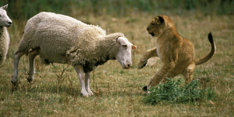What Eats Sheep? 7 Sheep Predators | Farming Base