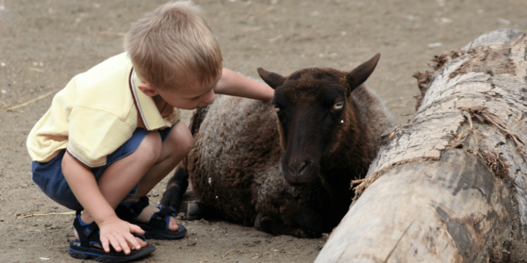 Why Do Sheep Baa? 7 Reasons | Farming Base