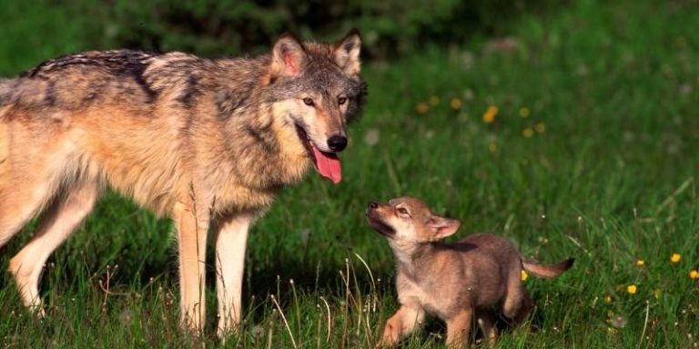 What Eats Sheep? 7 Sheep Predators | Farming Base